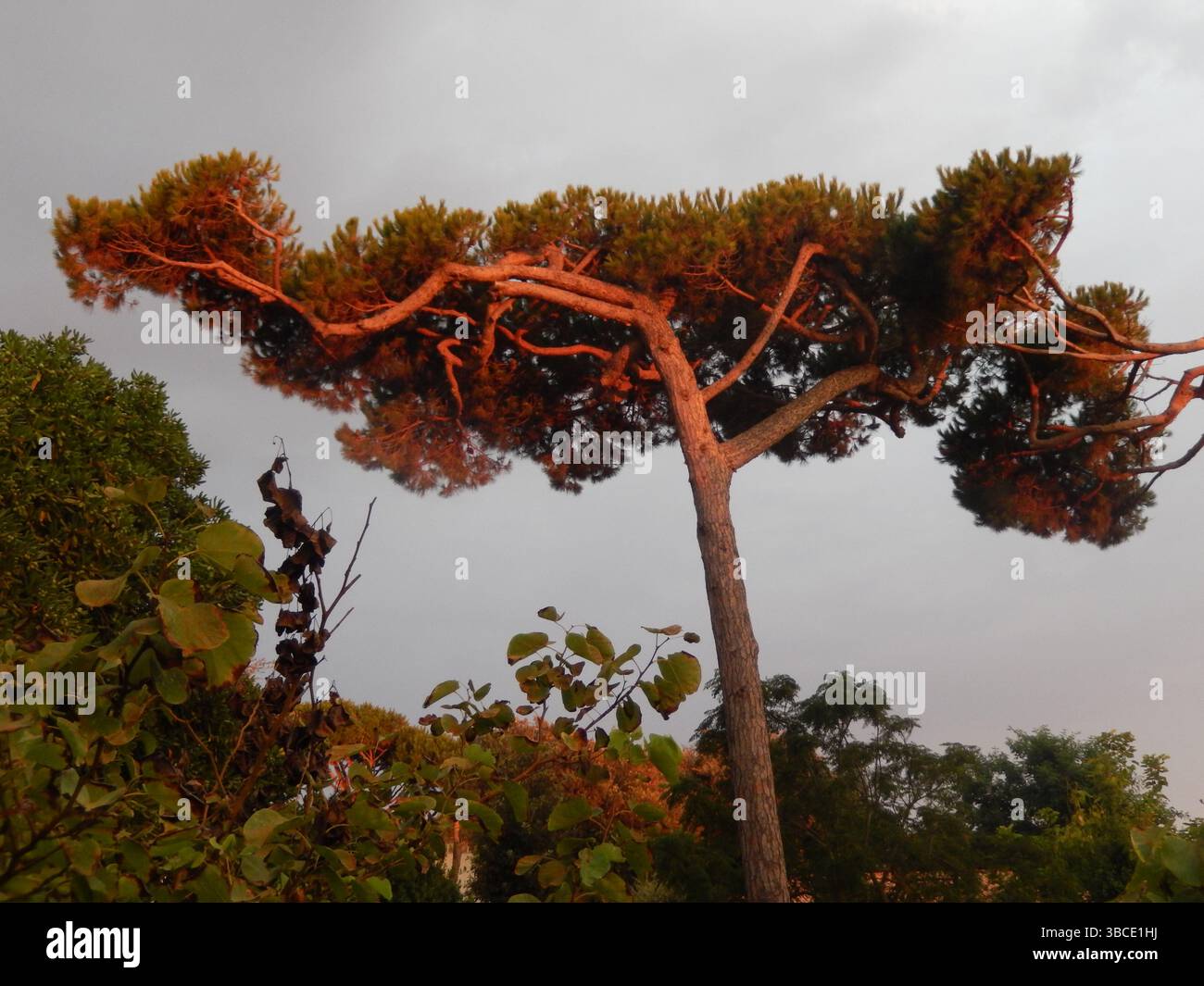 Italian stone pine, Pinus pinea L Stock Photo - Alamy