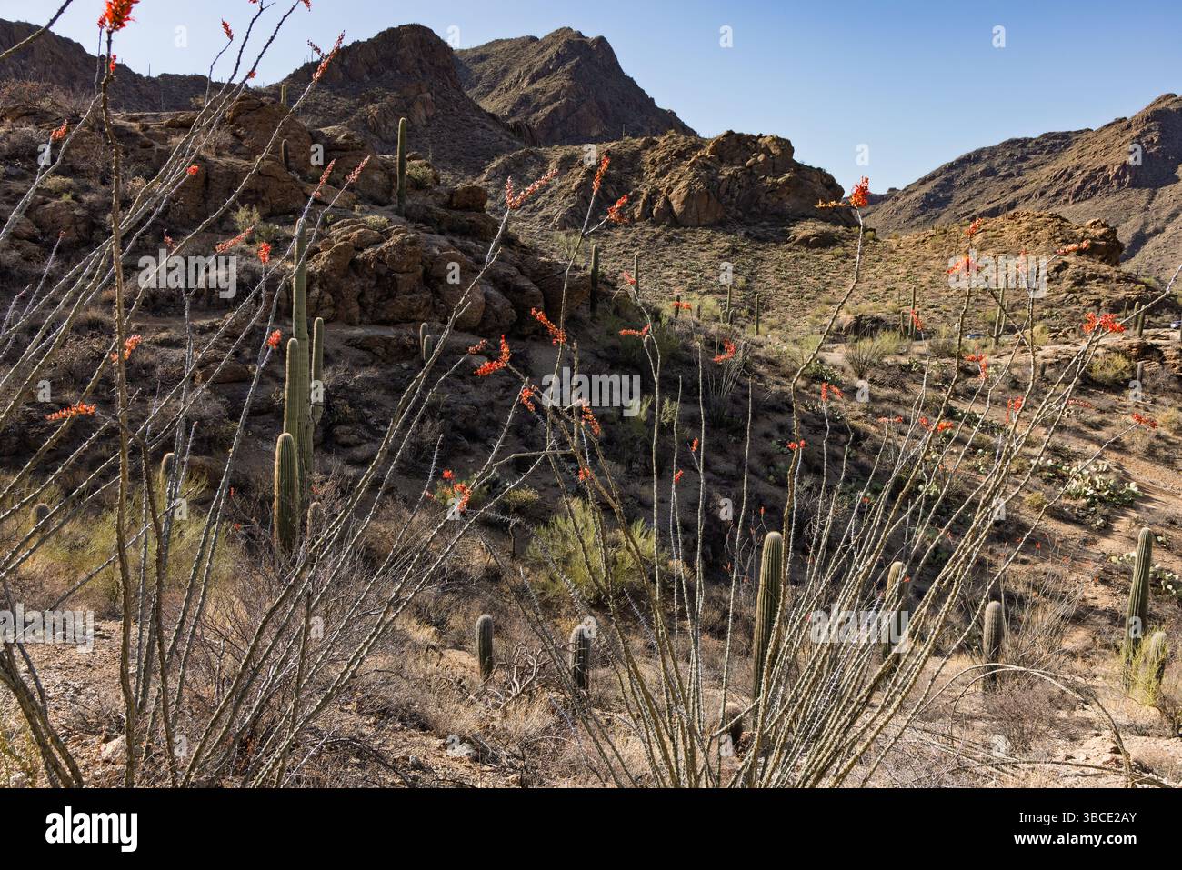 Sonoran desert landscape with Saguaro cactus, Ocotillo, Cholla and ...