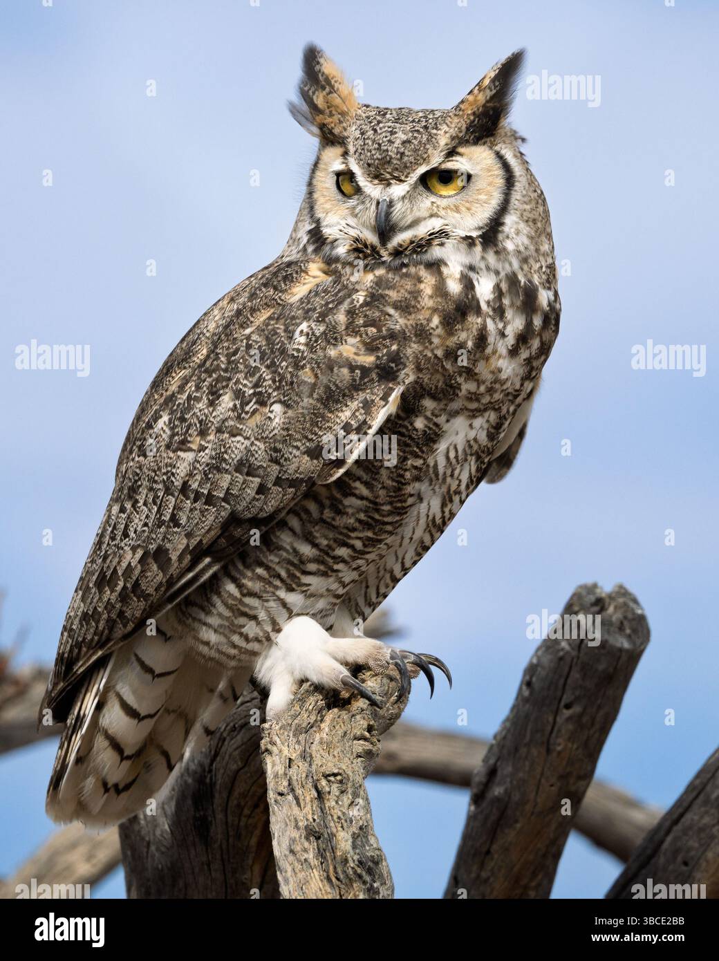 A handsome adult Great Horned Owl (Bubo virginianus) perches on a ...