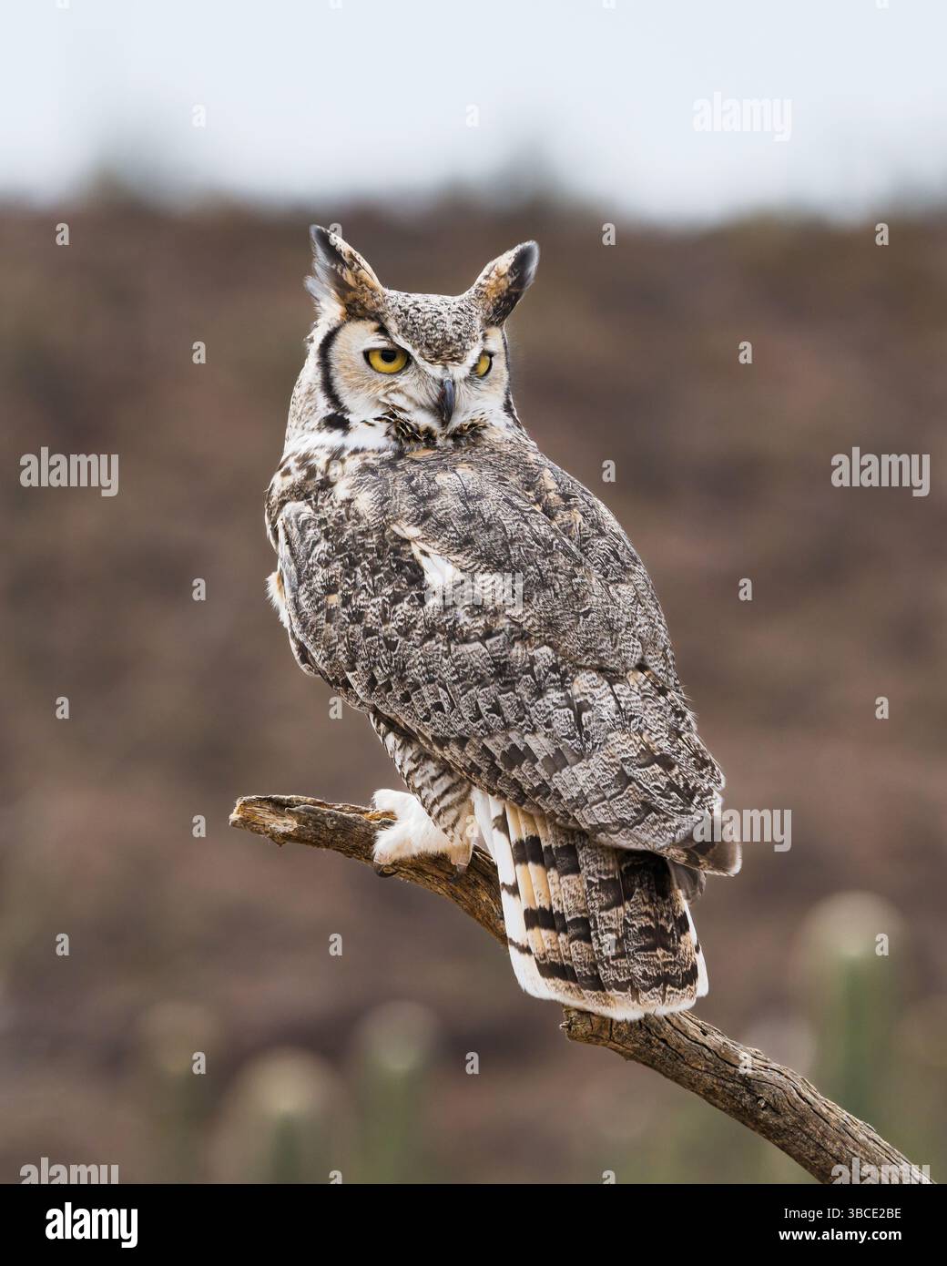 A handsome adult Great Horned Owl (Bubo virginianus) perches on a ...
