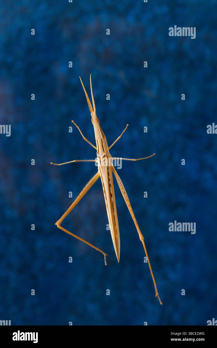 Close up of Acrida ungarica. Species of grasshopper, typical of the ...