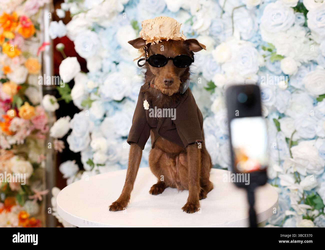 New York, United States. 19th May, 2025. Bastian, a Ratt Terrier mutt ...