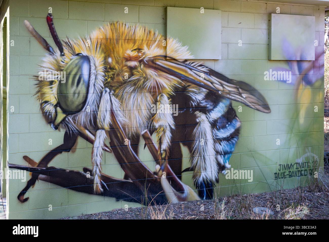 Blue Banded Bee Street Art by Jimmy DVate, Bundoora, Victoria ...