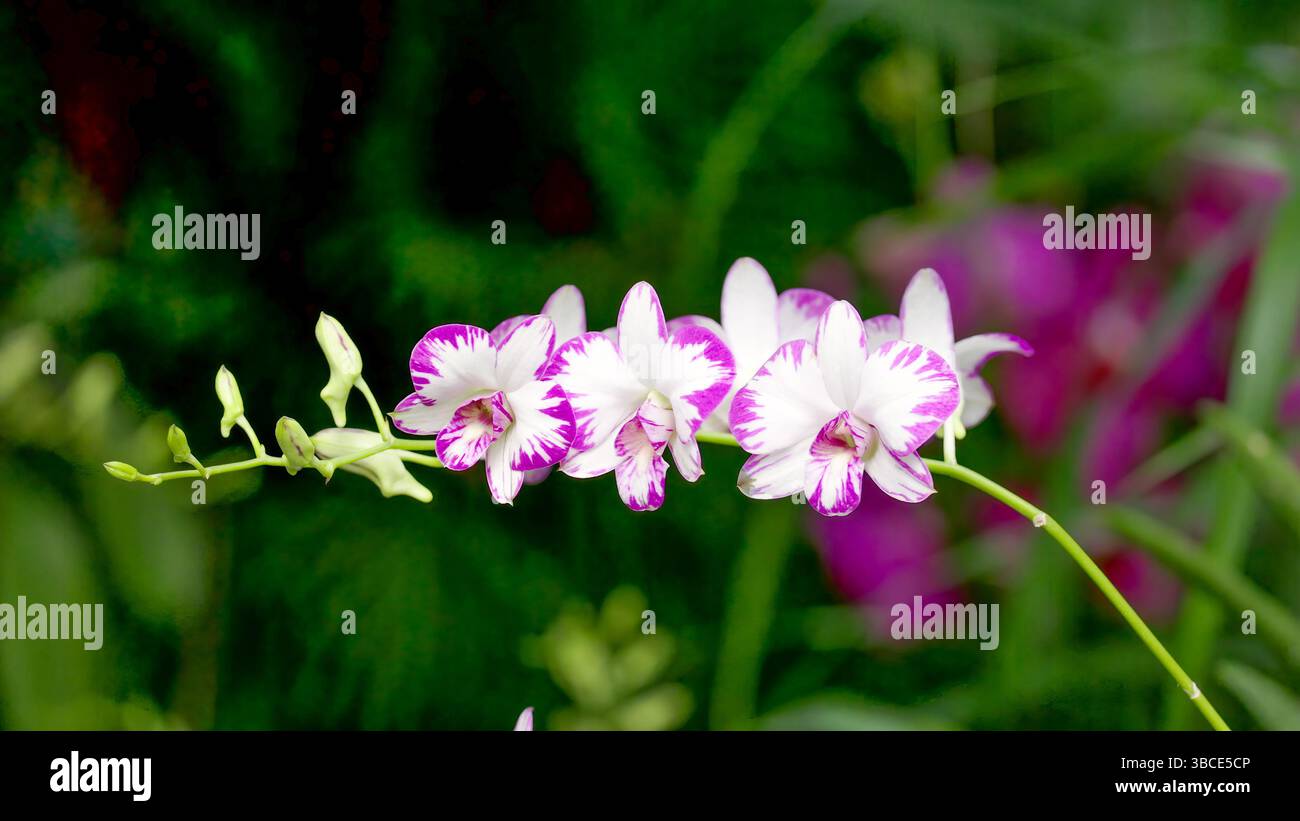 white orchid flowers with pink edges growing in singapore botanic ...