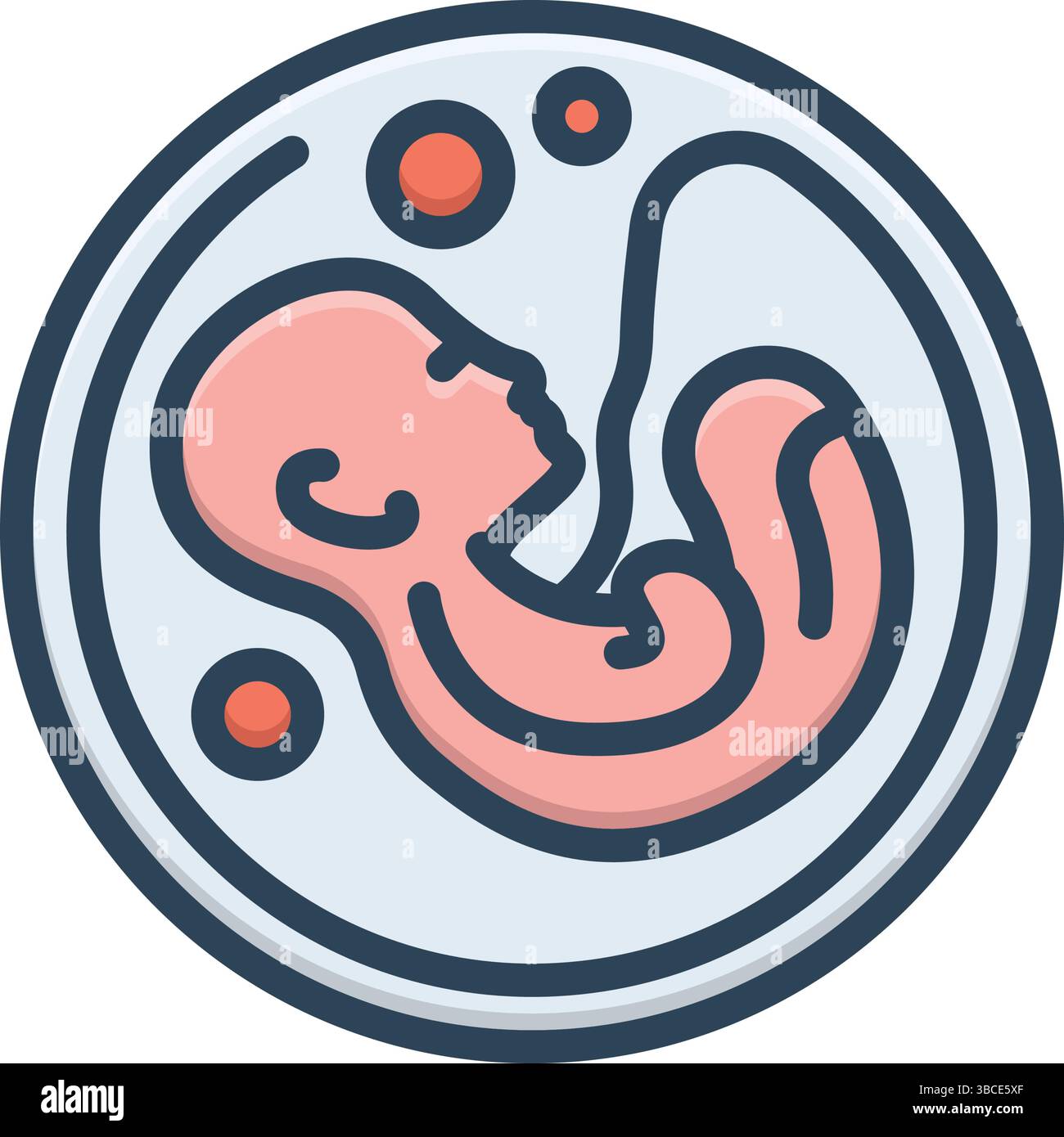 Placenta birth Stock Vector Images - Alamy