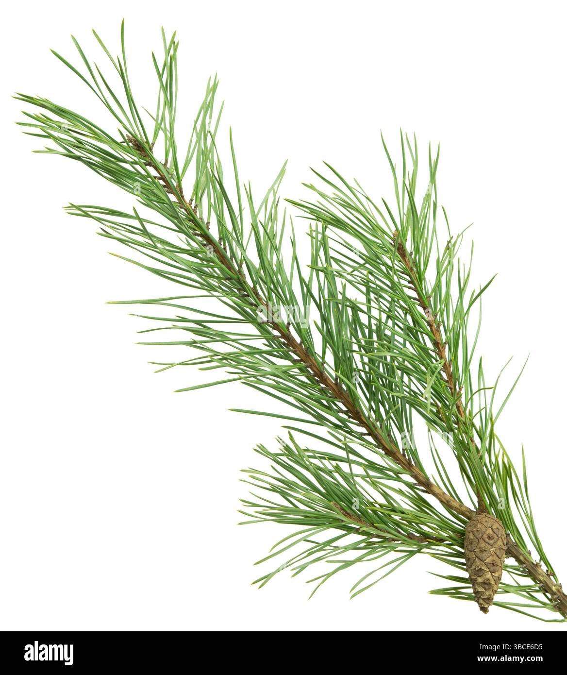 Coniferous tree branch covered Cut Out Stock Images & Pictures - Alamy
