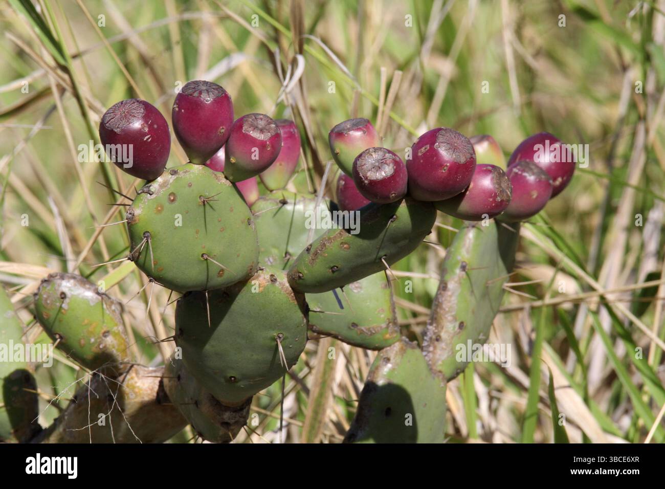 Cactus weed plant growing in the wild Stock Photo - Alamy