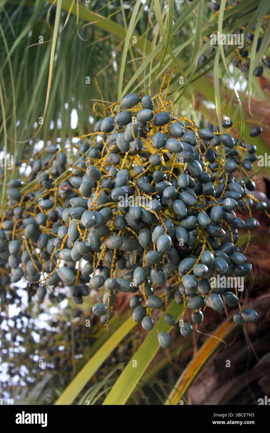 Palm tree seeds hi-res stock photography and images - Alamy