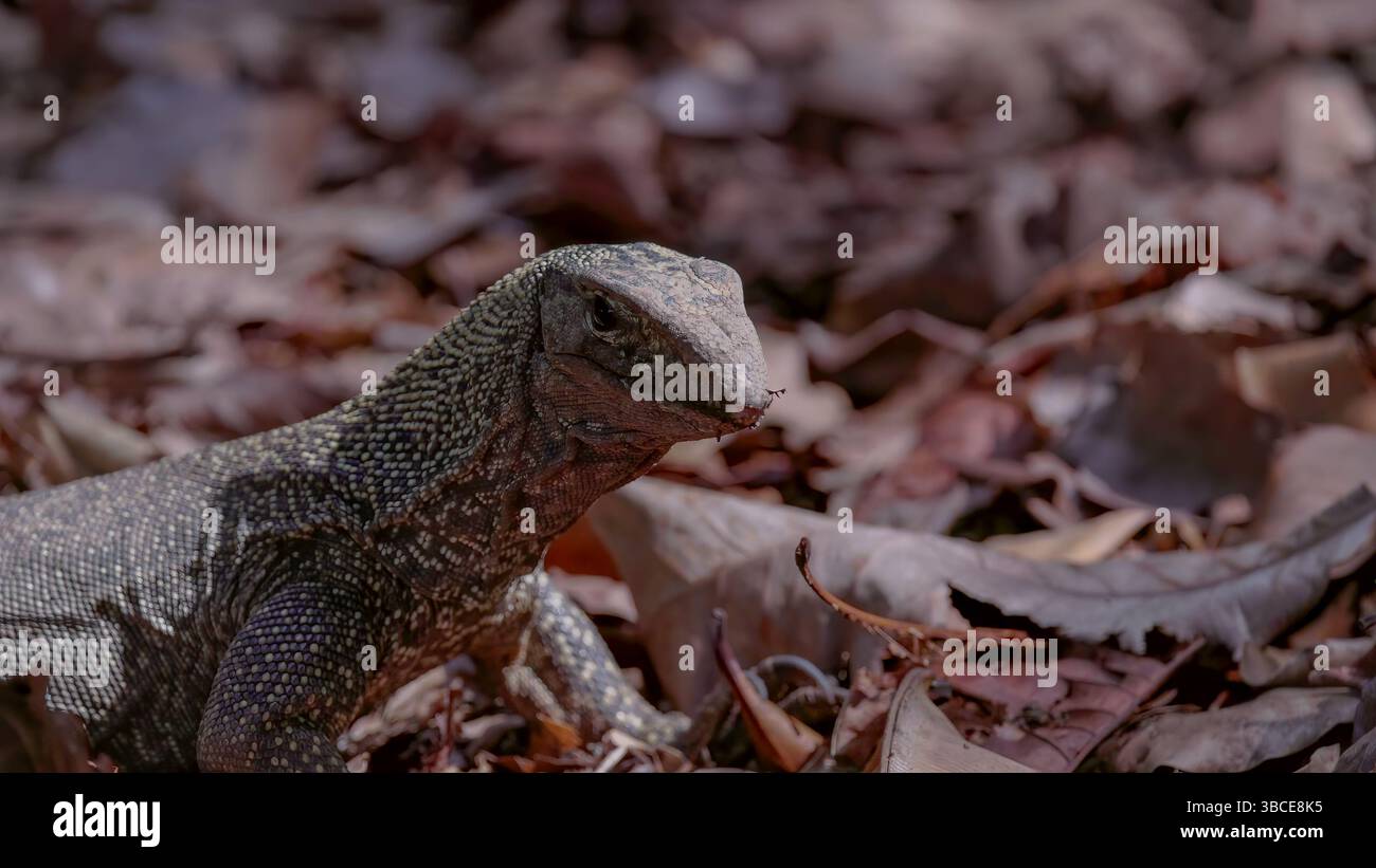close up as a clouded monitor lizard at singapore Stock Photo - Alamy