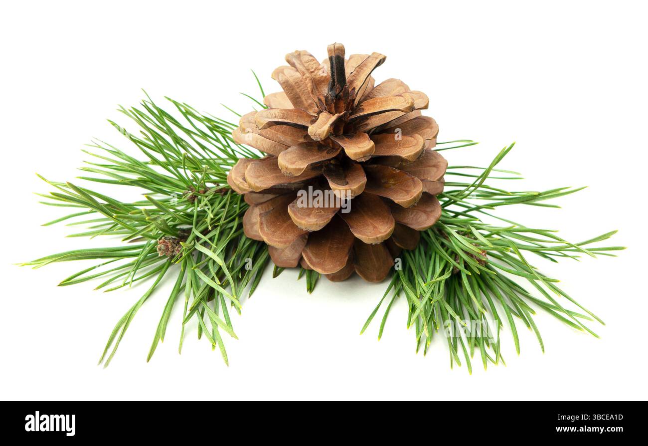 Pine cone growing on tree Cut Out Stock Images & Pictures - Alamy