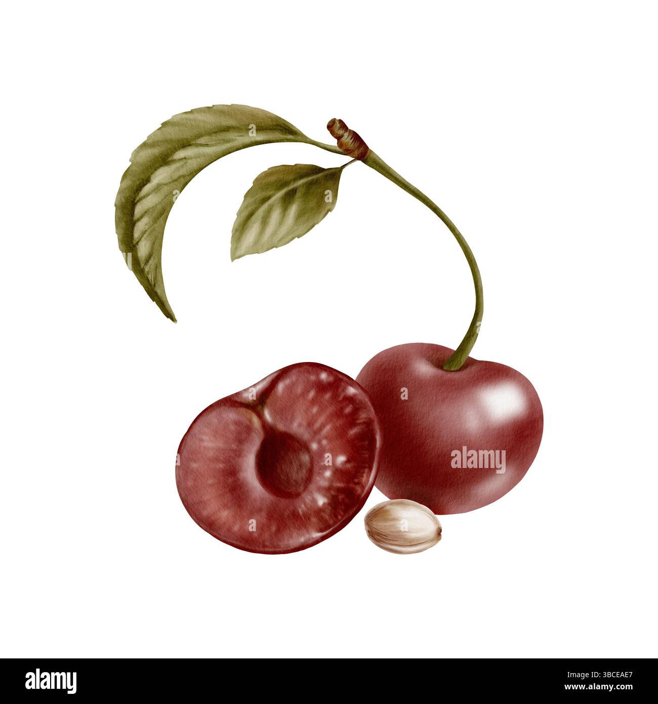 Twin cherries on leafy branch - whole glossy fruit and cross-section ...