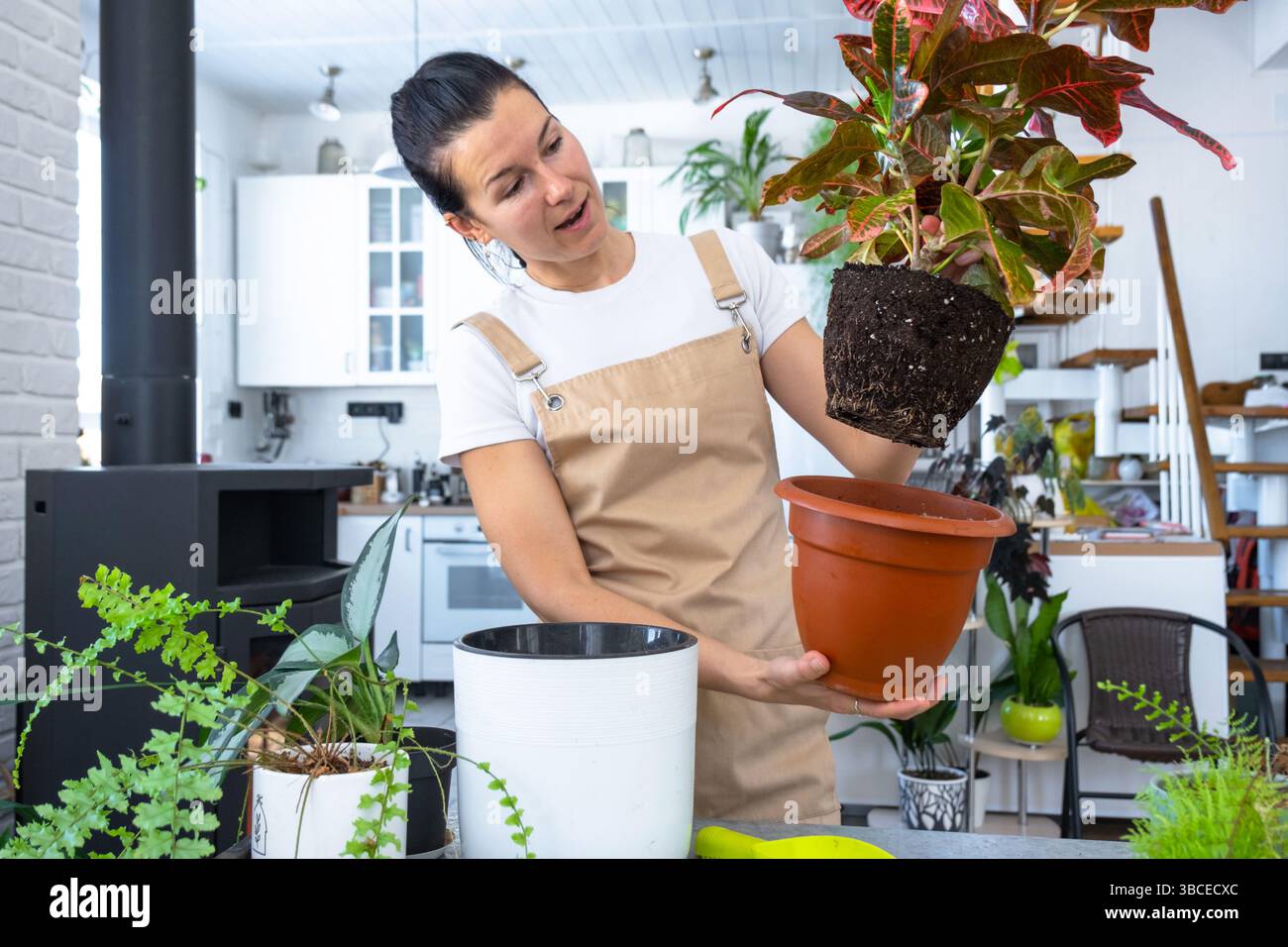 Repotting and caring home plant codium croton into new pot in home ...