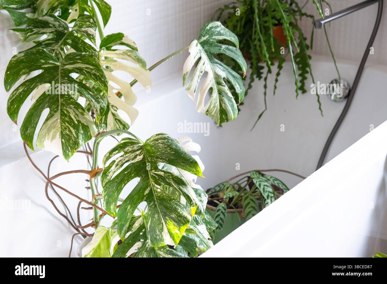 Monstera Alba variegata houseplant it stands in bathroom for washing ...