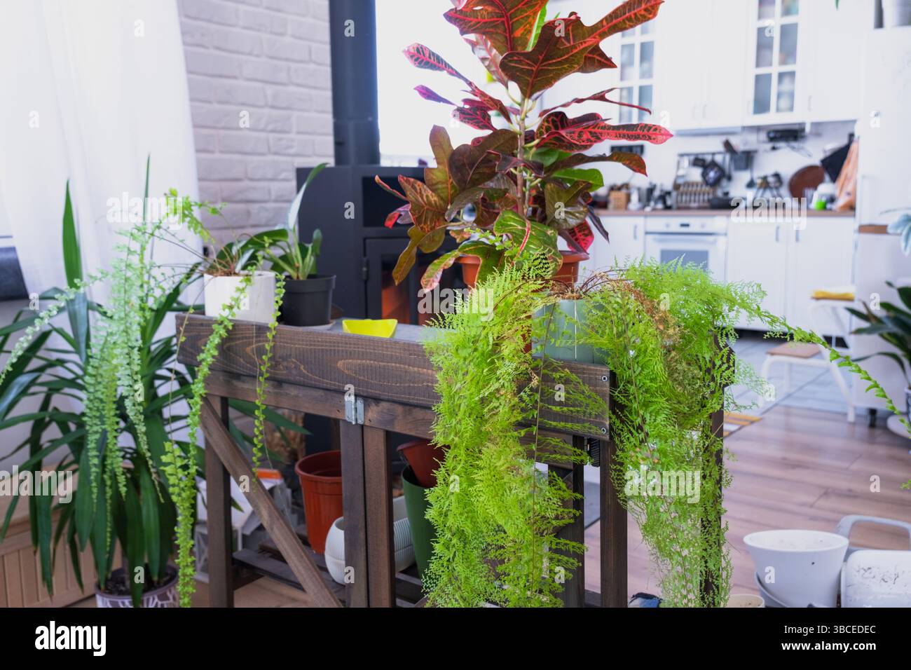 Croton Codium on the table for transplanting and caring for domestic ...
