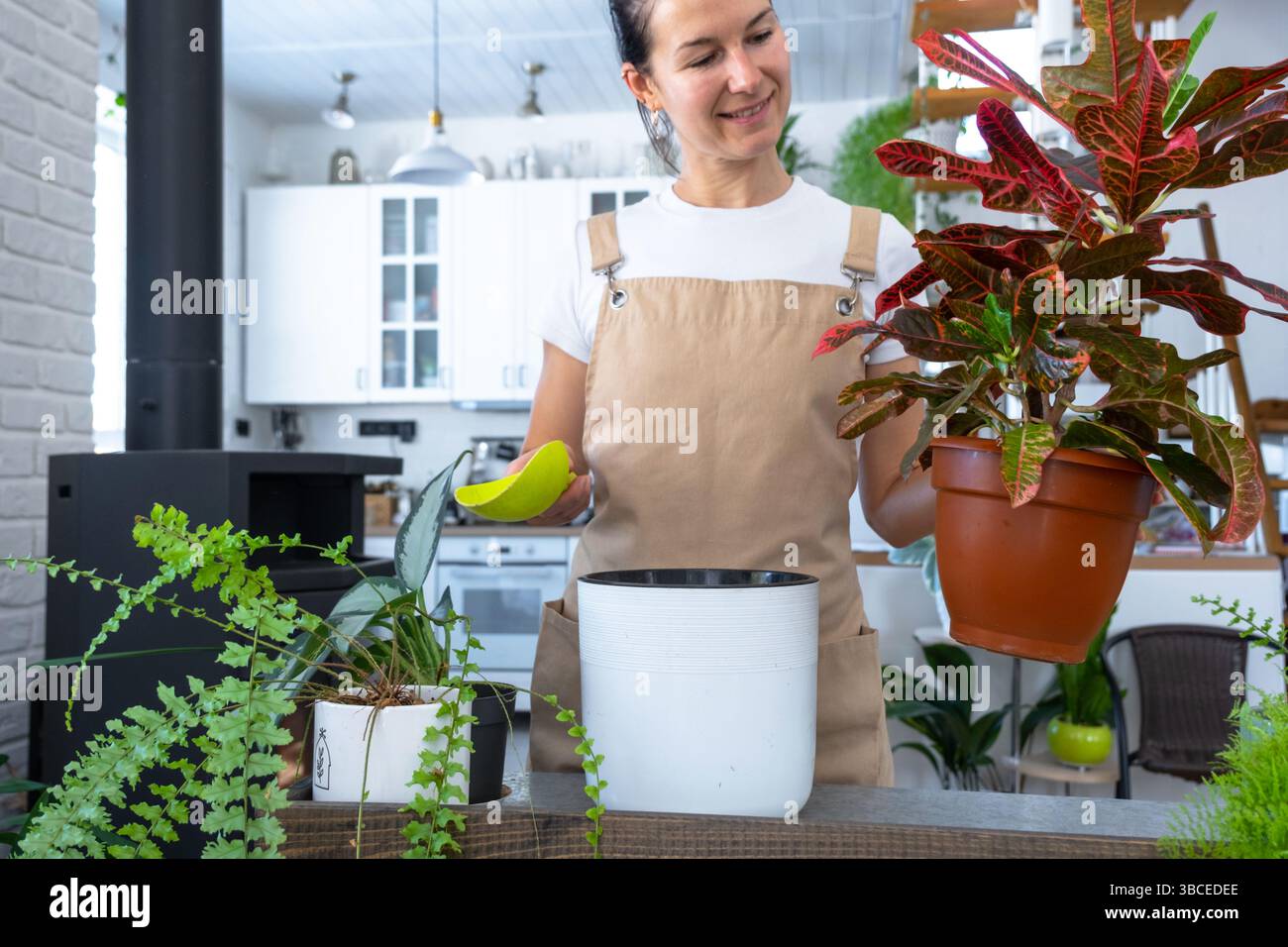 Repotting and caring home plant codium croton into new pot in home ...