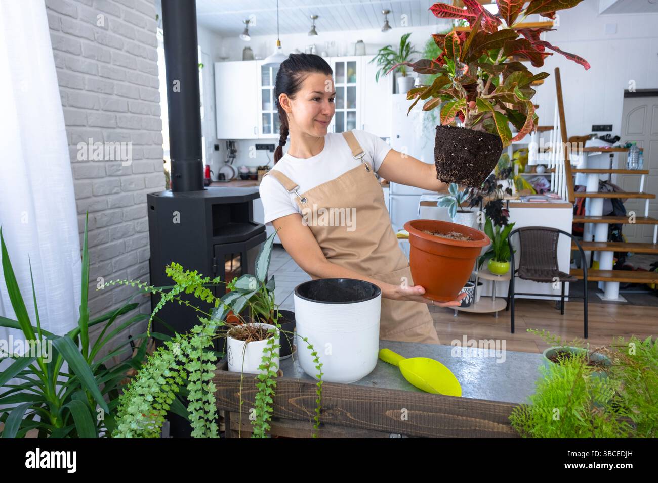 Repotting and caring home plant codium croton into new pot in home ...