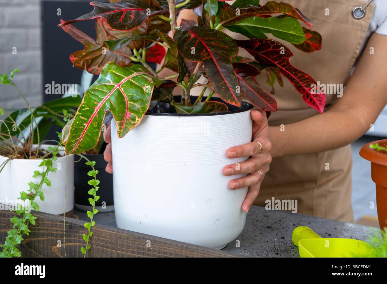 Repotting and caring home plant codium croton into new pot in home ...