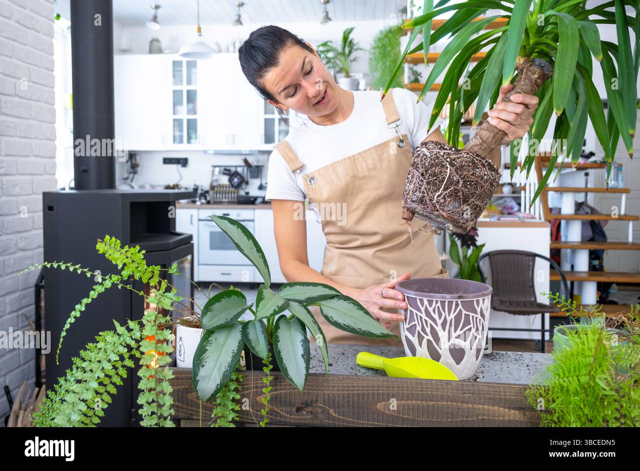 Repotting and caring home plant Yucca into new pot in home interior ...