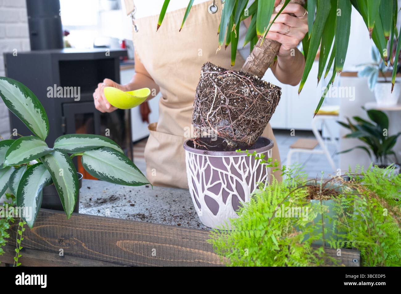 Repotting and caring home plant Yucca into new pot in home interior ...