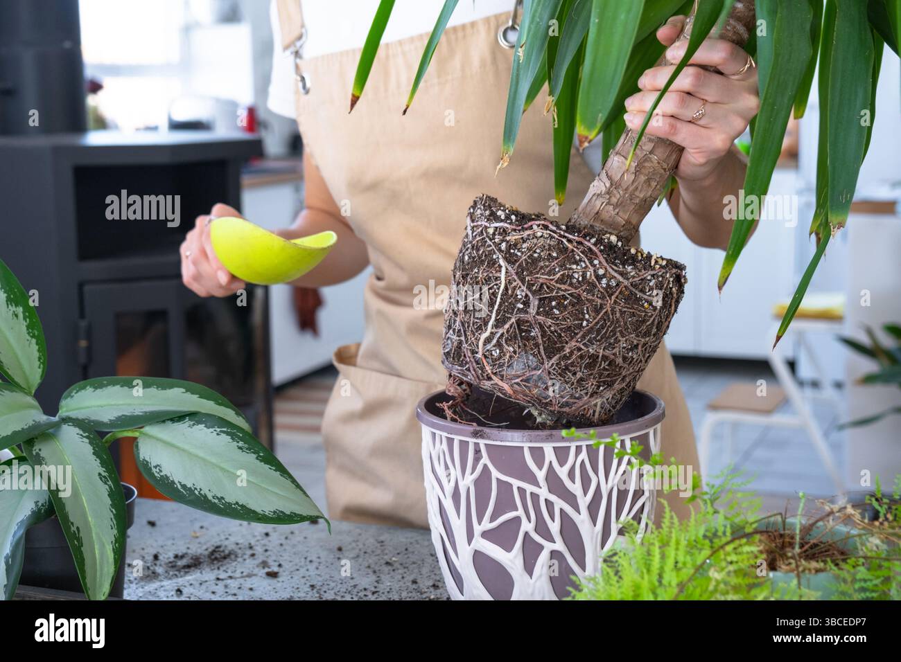 Repotting and caring home plant Yucca into new pot in home interior ...