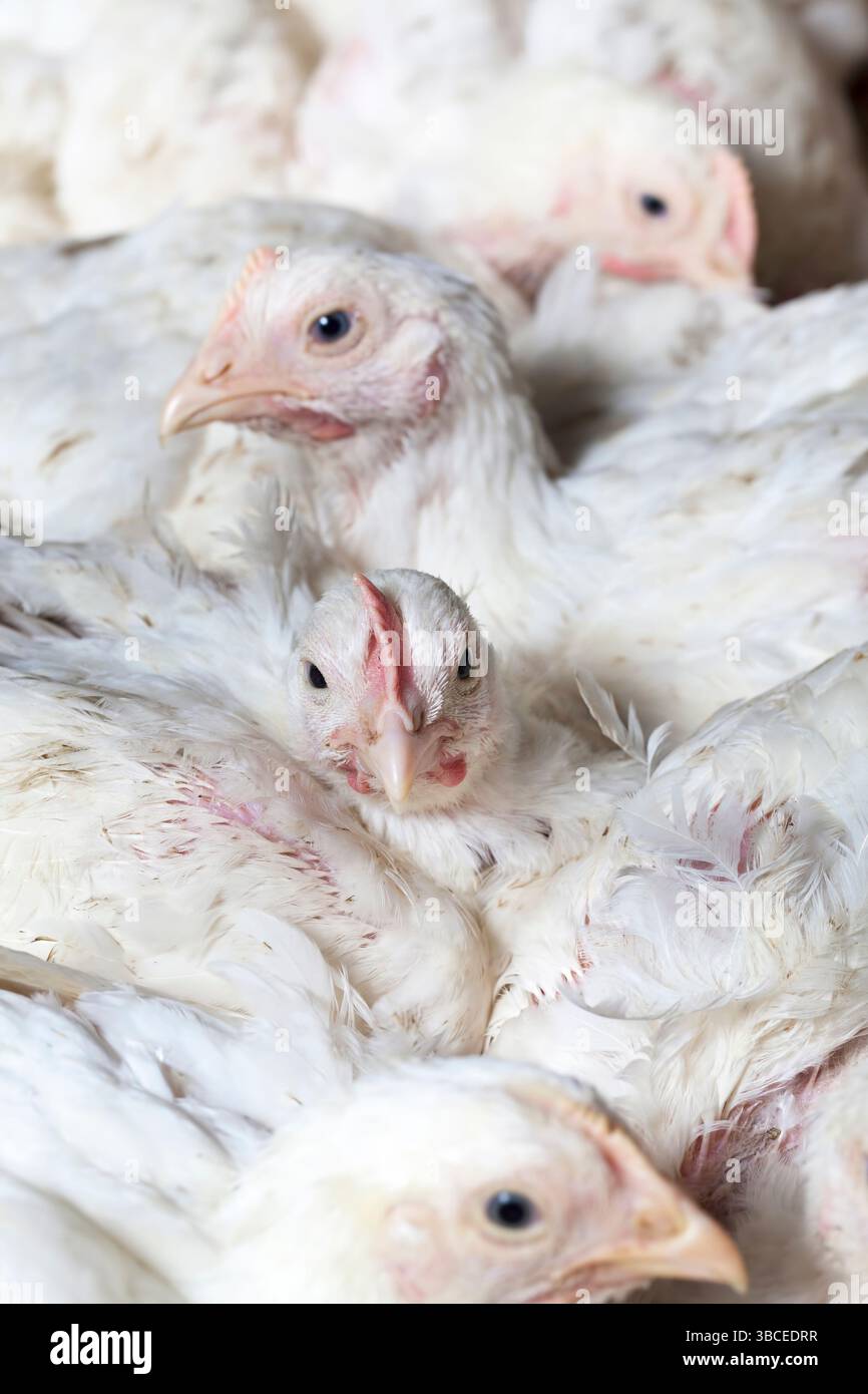 White broilers in a fully filled chicken coop, a packed chicken coop ...