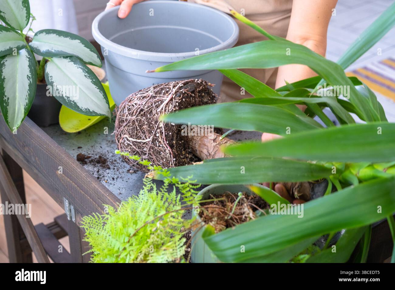 Repotting and caring home plant Yucca into new pot in home interior ...