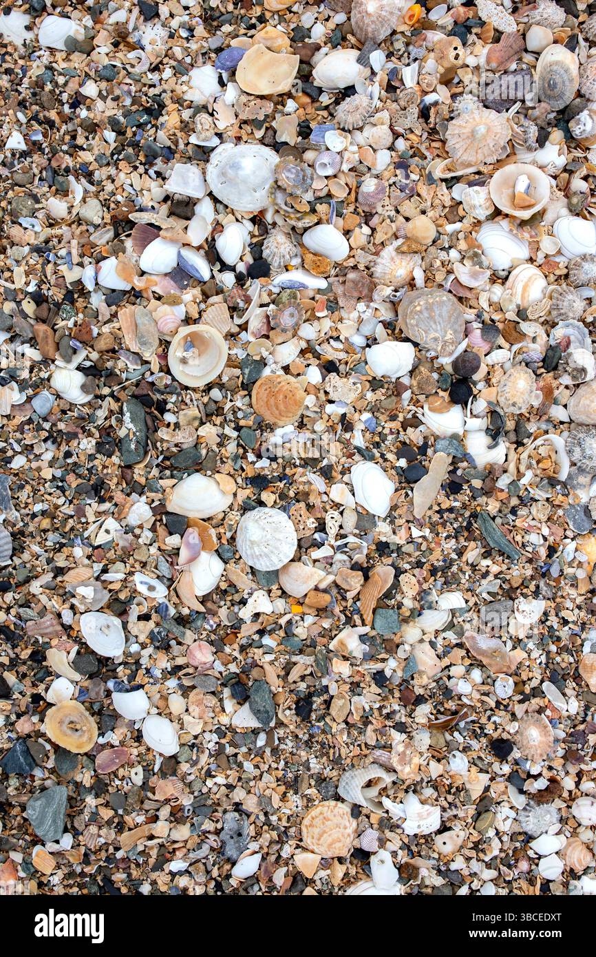 Close-up of shells and small tones, rocks and pebbles on the shoreline ...