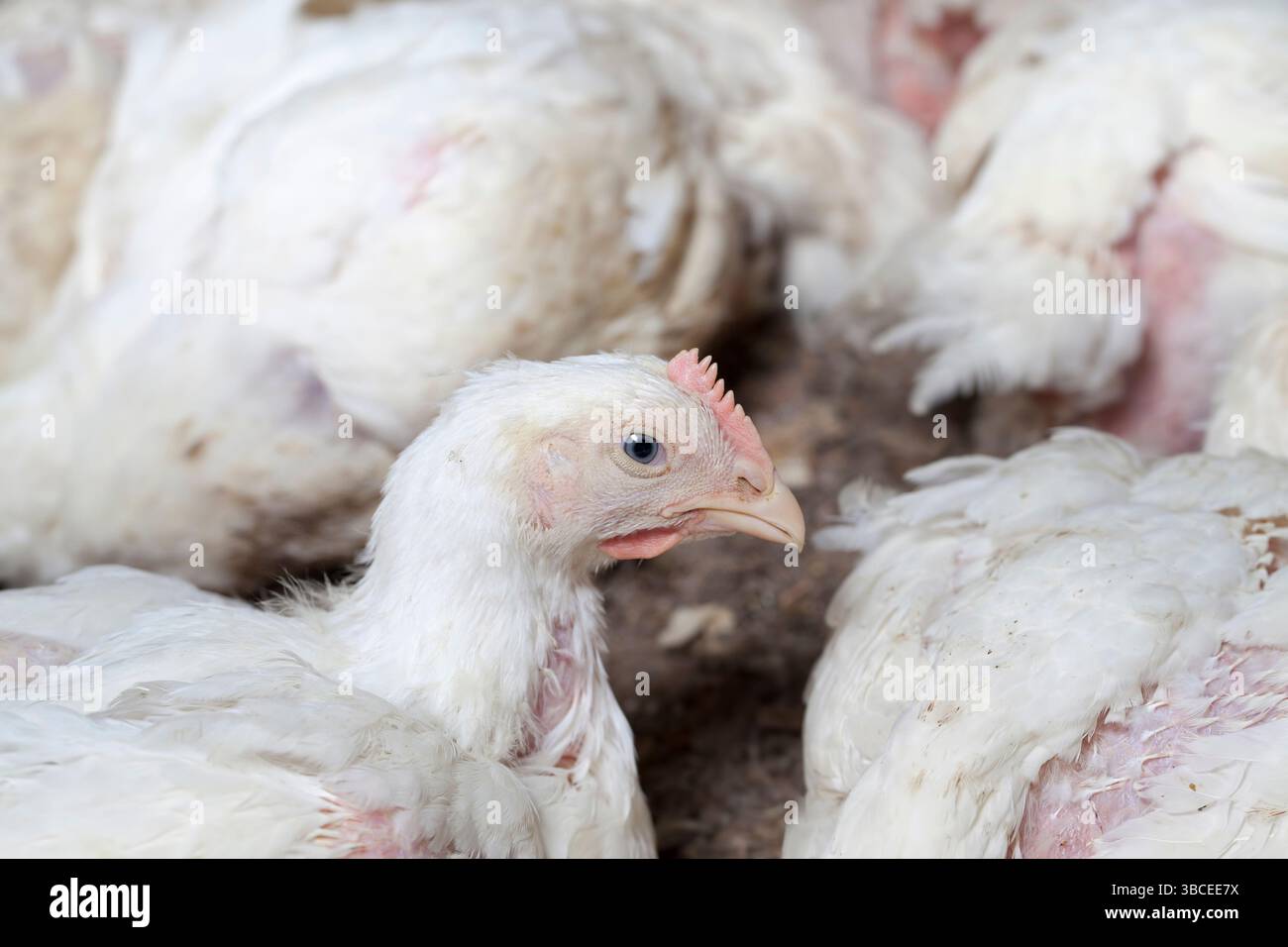 White broilers in a fully filled chicken coop, a packed chicken coop ...
