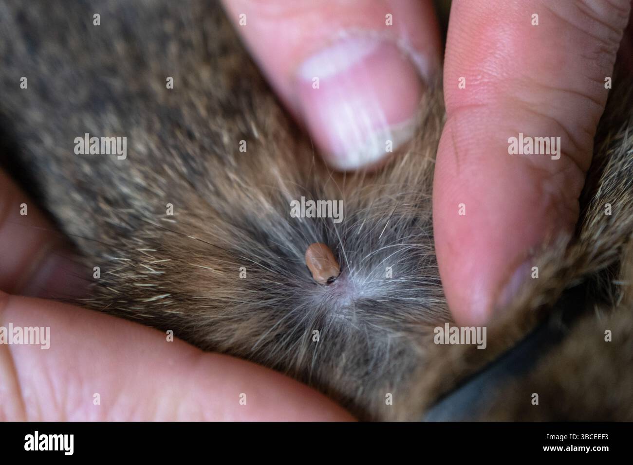 The tick bit into the skin of the cat under the fur, removing the tick ...