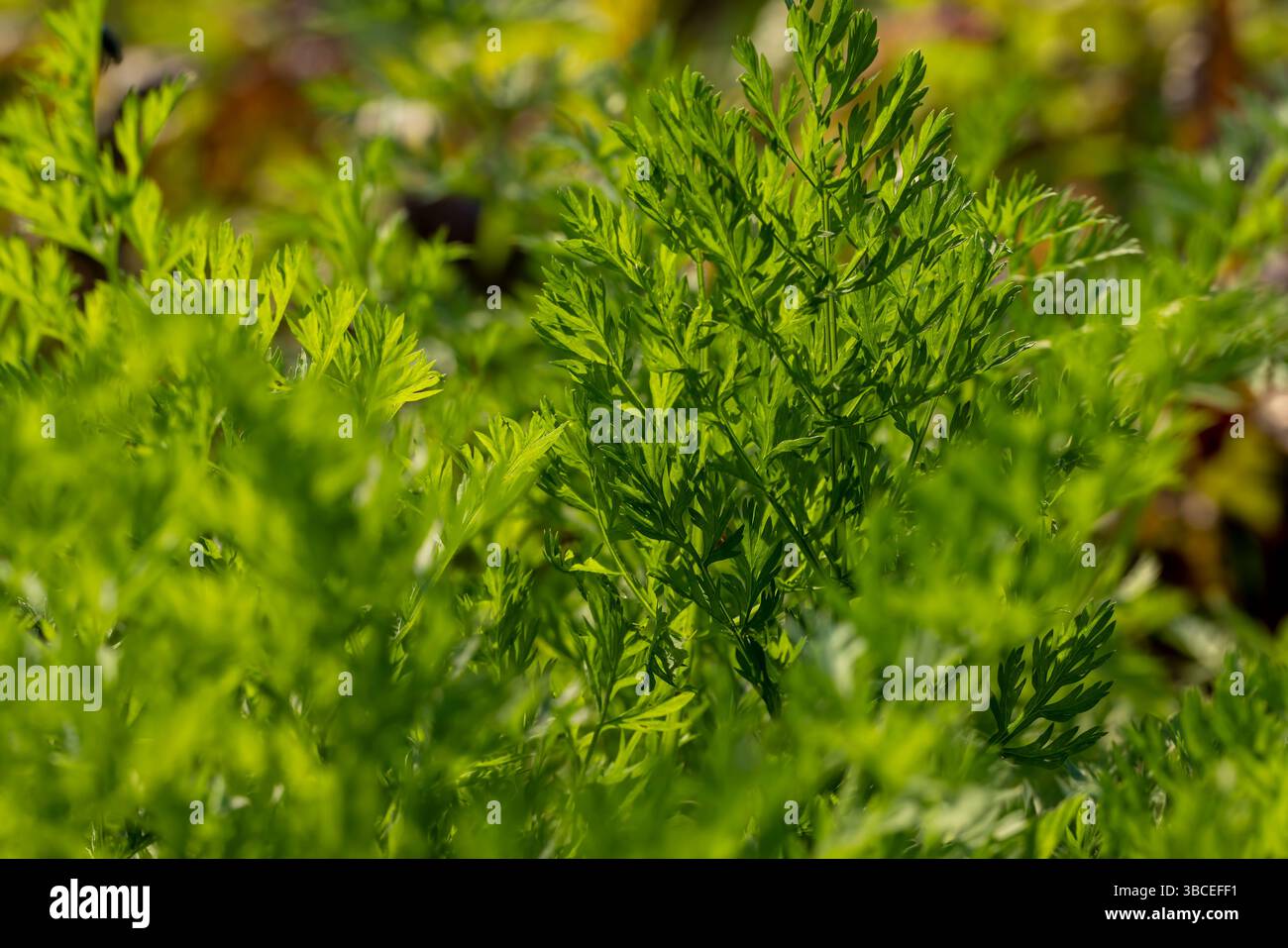 Green carrots while growing in the field, a field with green growing ...