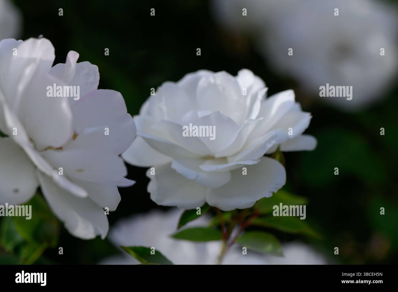 Roses in evening light garden hi-res stock photography and images - Alamy