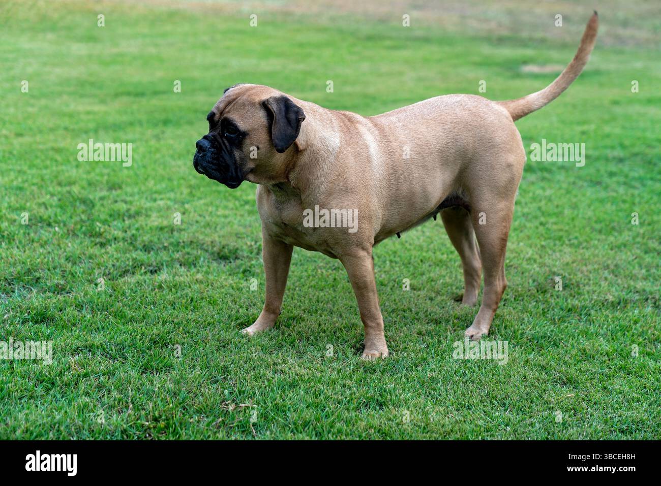 Strong muscular dog in alert pose outdoors Stock Photo - Alamy