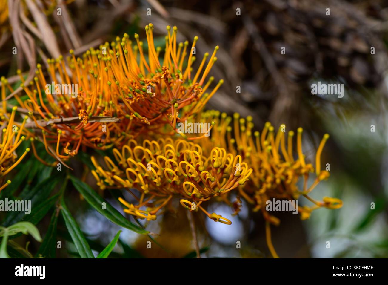 Grevillea Robusta Tree Growing in Cyprus Stock Photo - Alamy