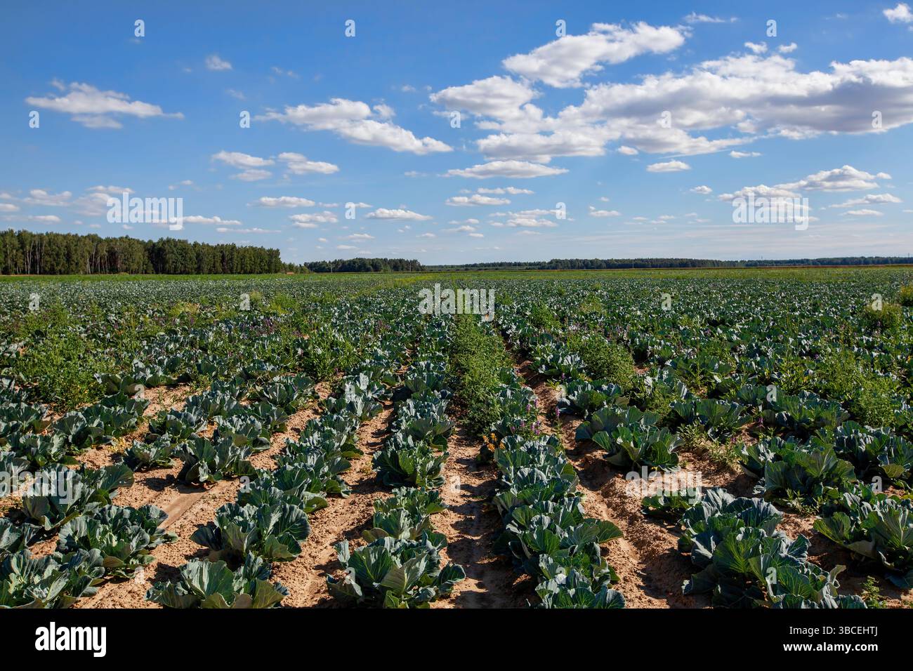 An agricultural field where white cabbage is grown, a field with ...