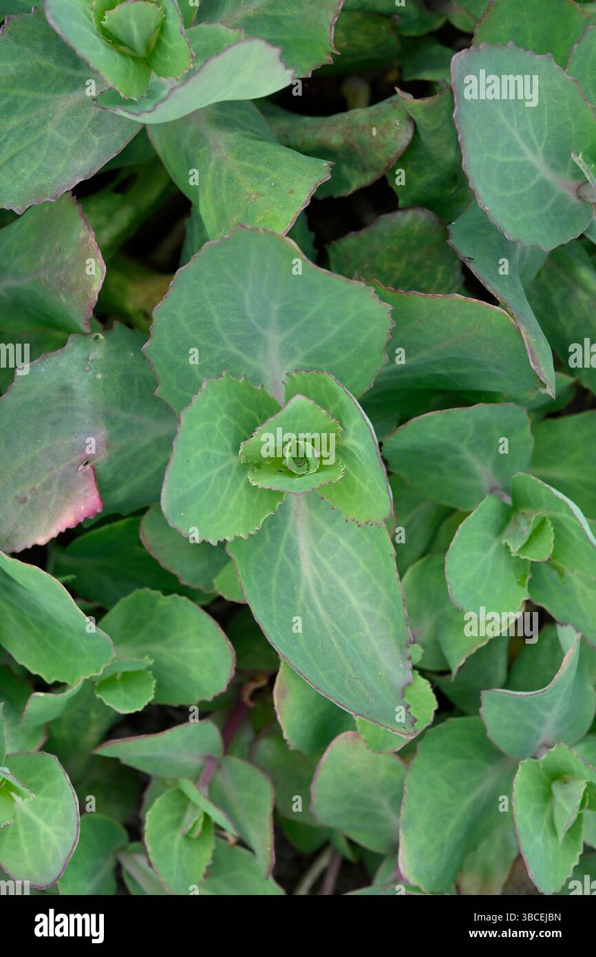 Blue green, purple tinged fleshy spring leaves of stonecrop or sedum ...
