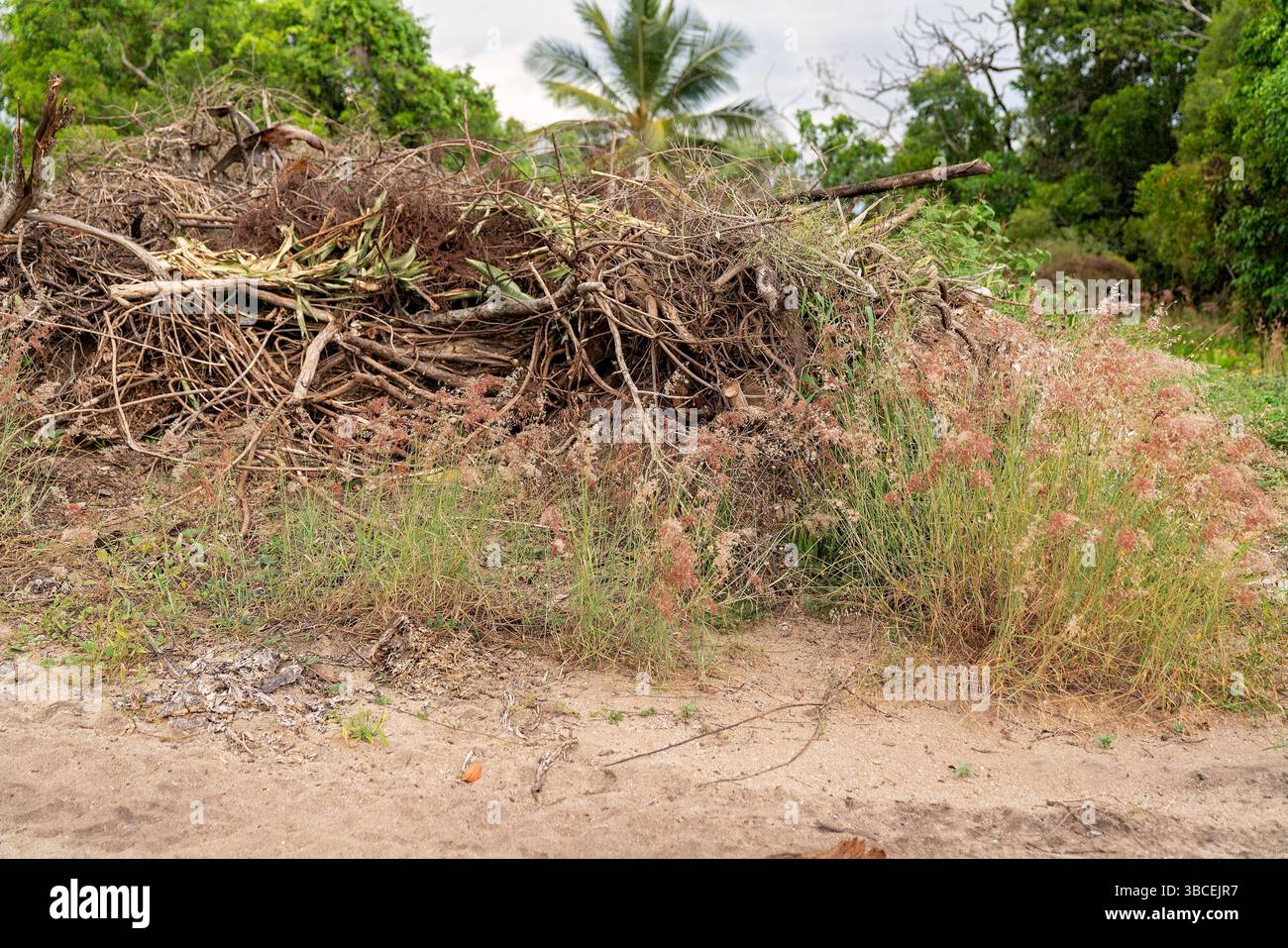 Wild grass and pink flowering weeds grow around the tangled heap Stock ...