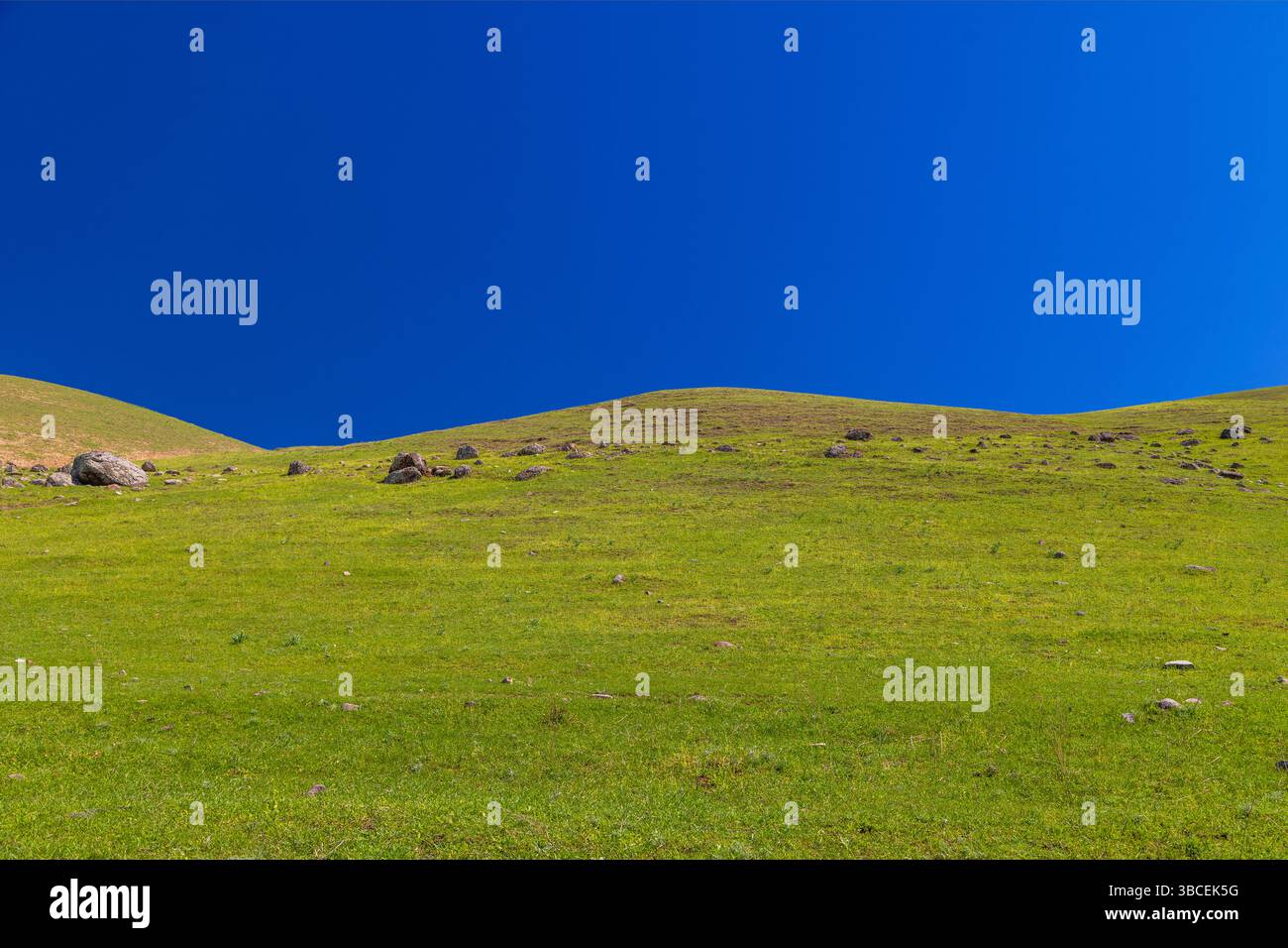 Green grassy hill with scattered rocks under a deep blue cloudless sky ...