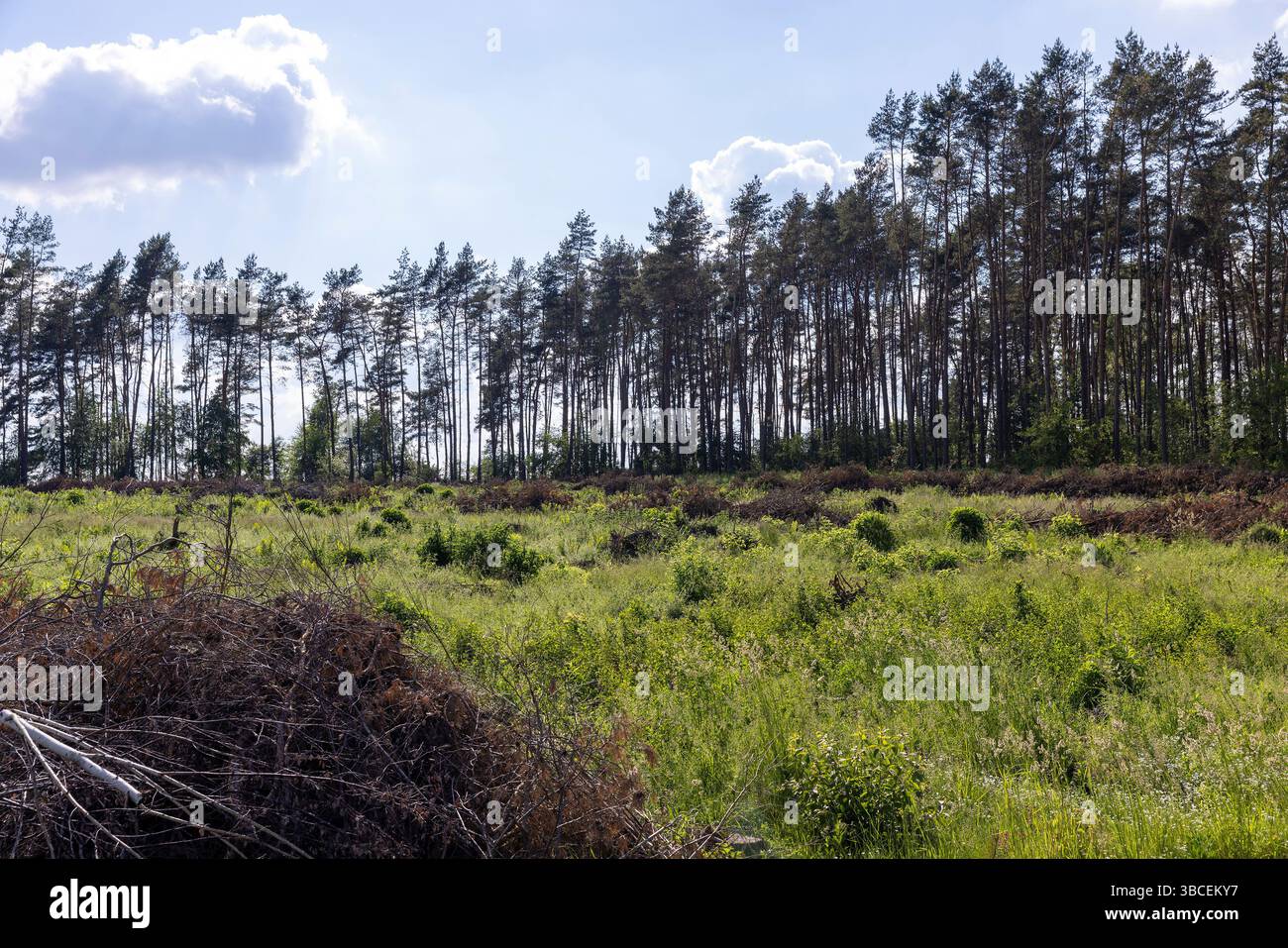 deforestation and timber harvesting in eastern Europe, felled and sawn ...