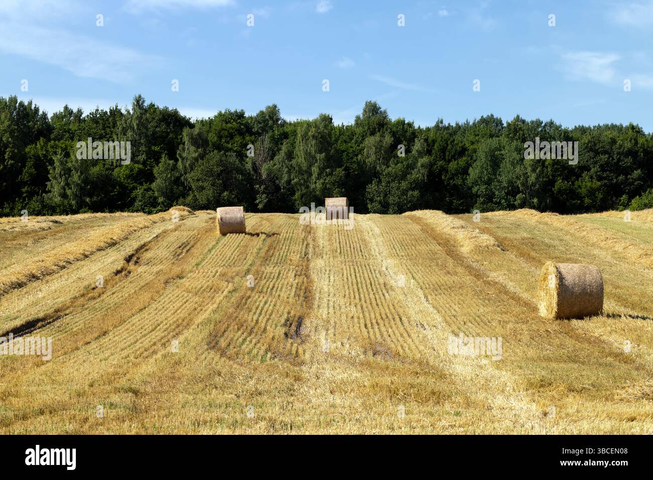 Agricultural field with harvested wheat and straw in stacks, twisted ...
