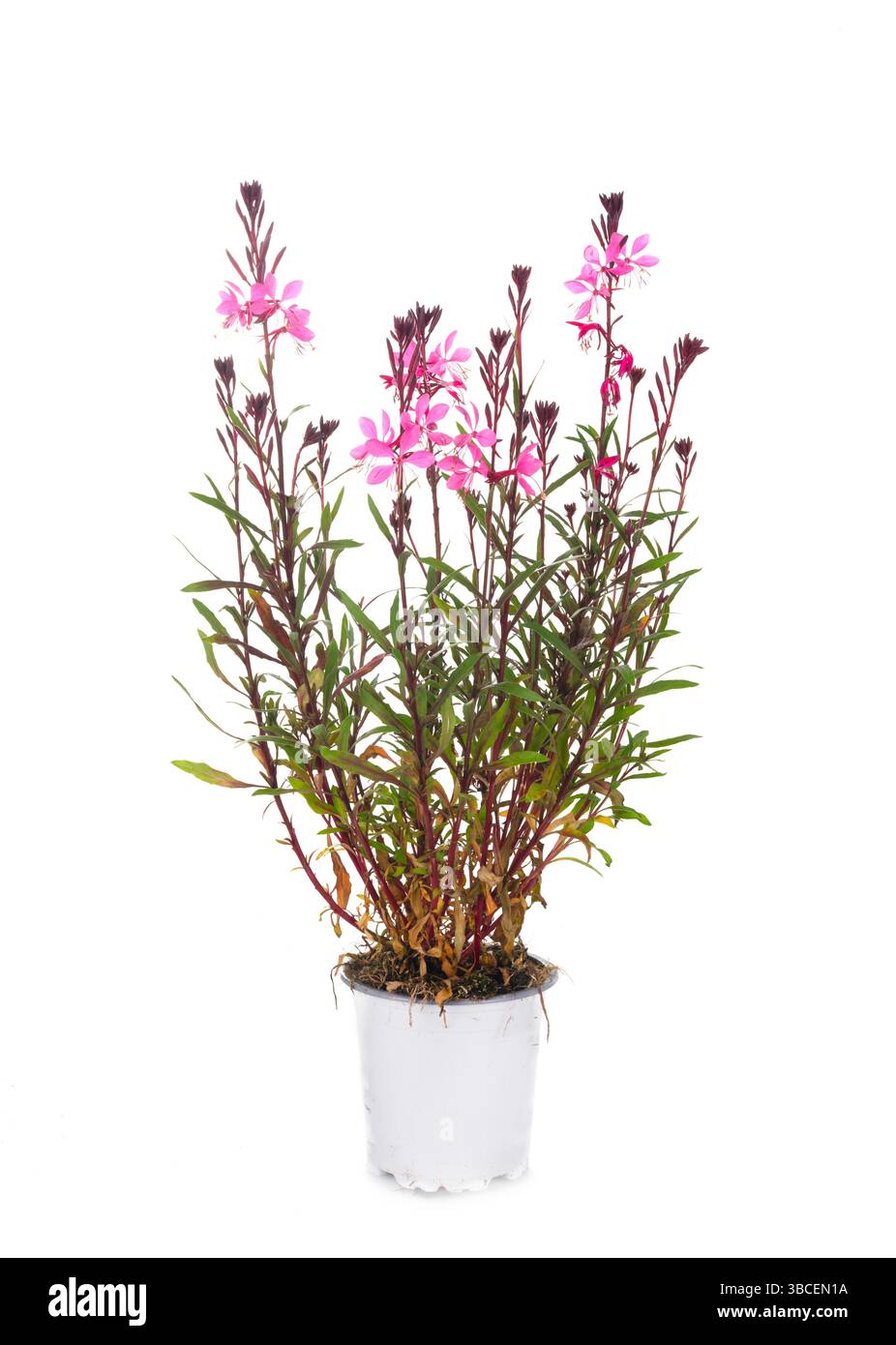 pink gaura in front of white background Stock Photo - Alamy