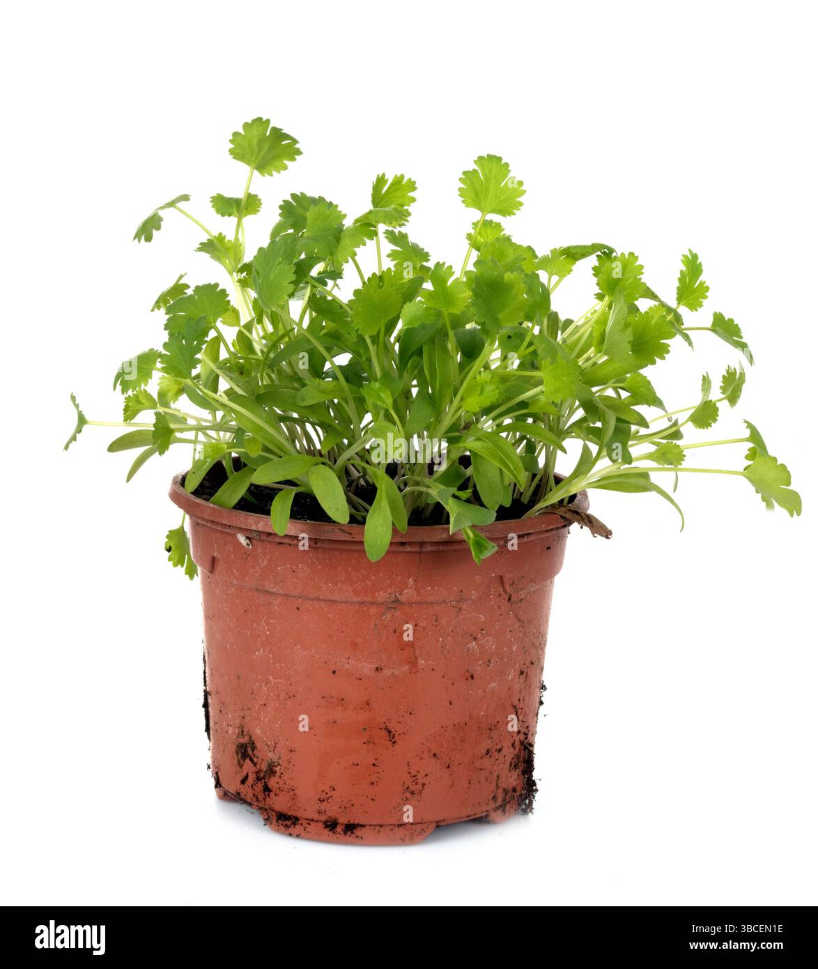 coriander in pot in front of white background Stock Photo - Alamy