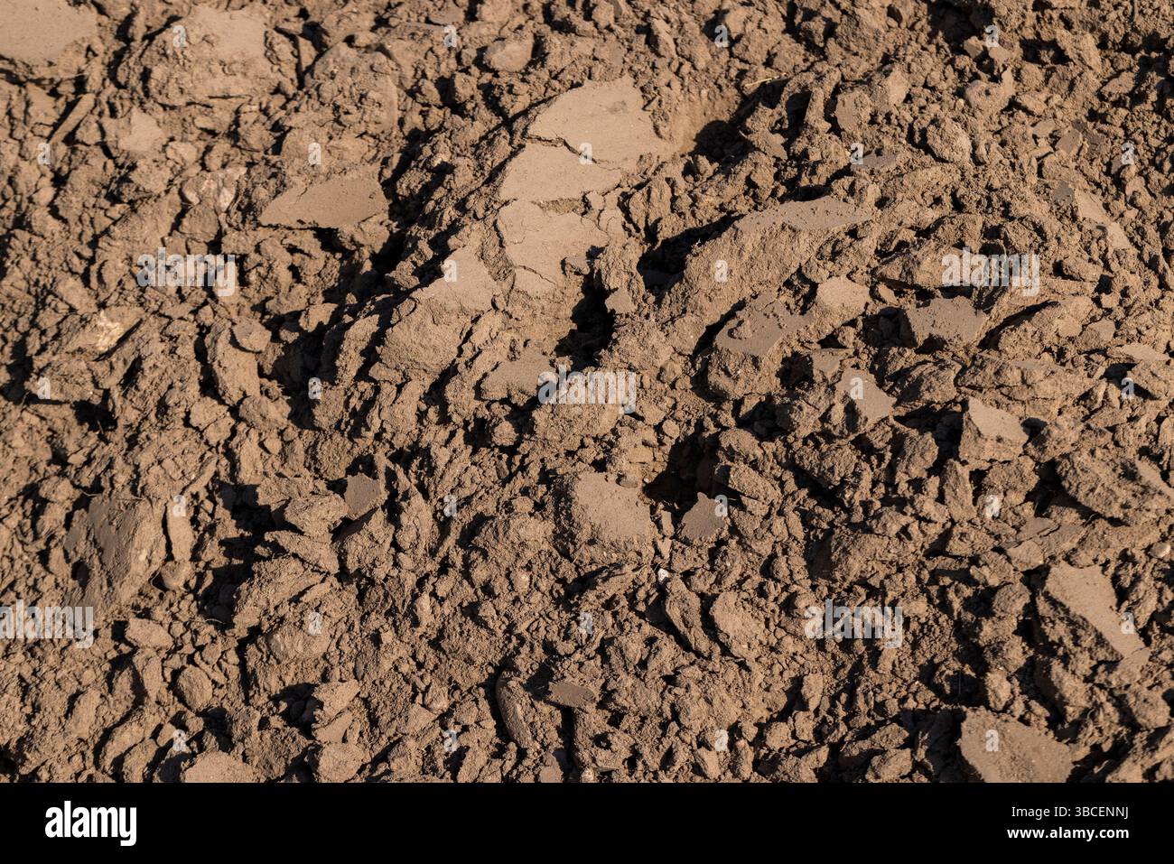 Plowed soil in the field during preparation for sowing, preparation of ...