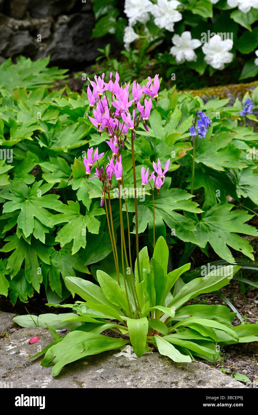 Bright magenta pink spring flowers of shooting star Dodecatheon meadia ...