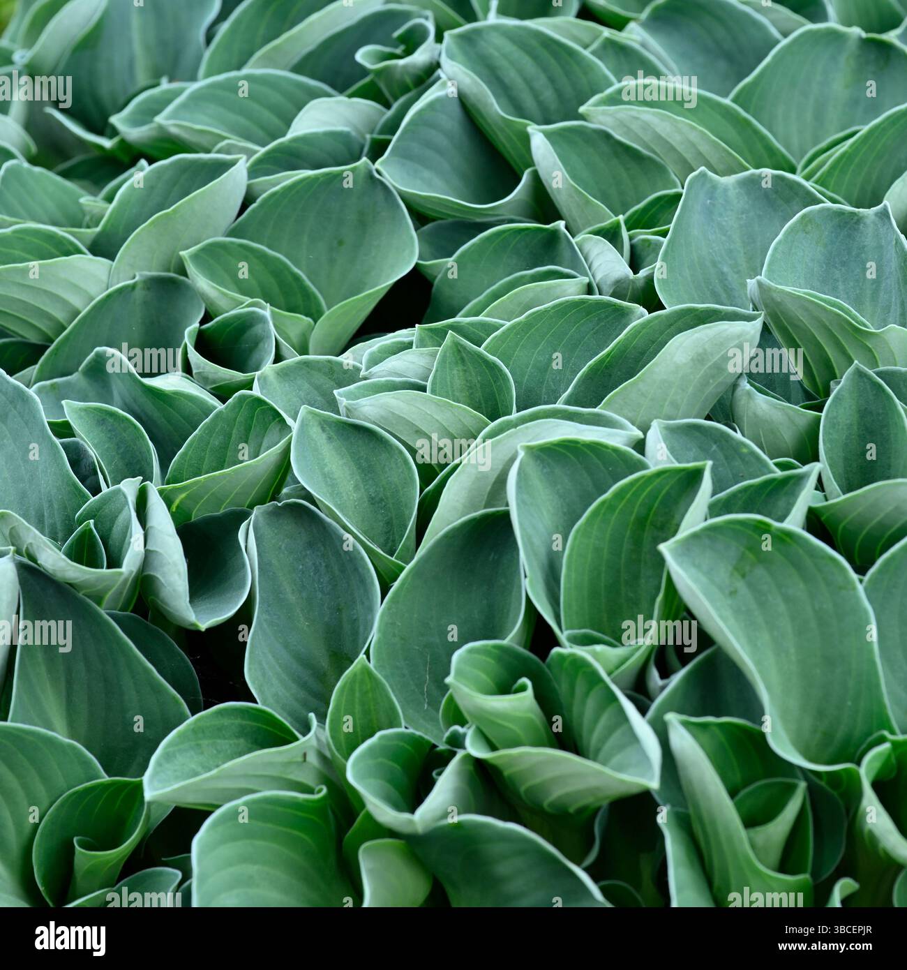 Glaucous blue-green fresh spring foliage of a small leaved hosta UK ...