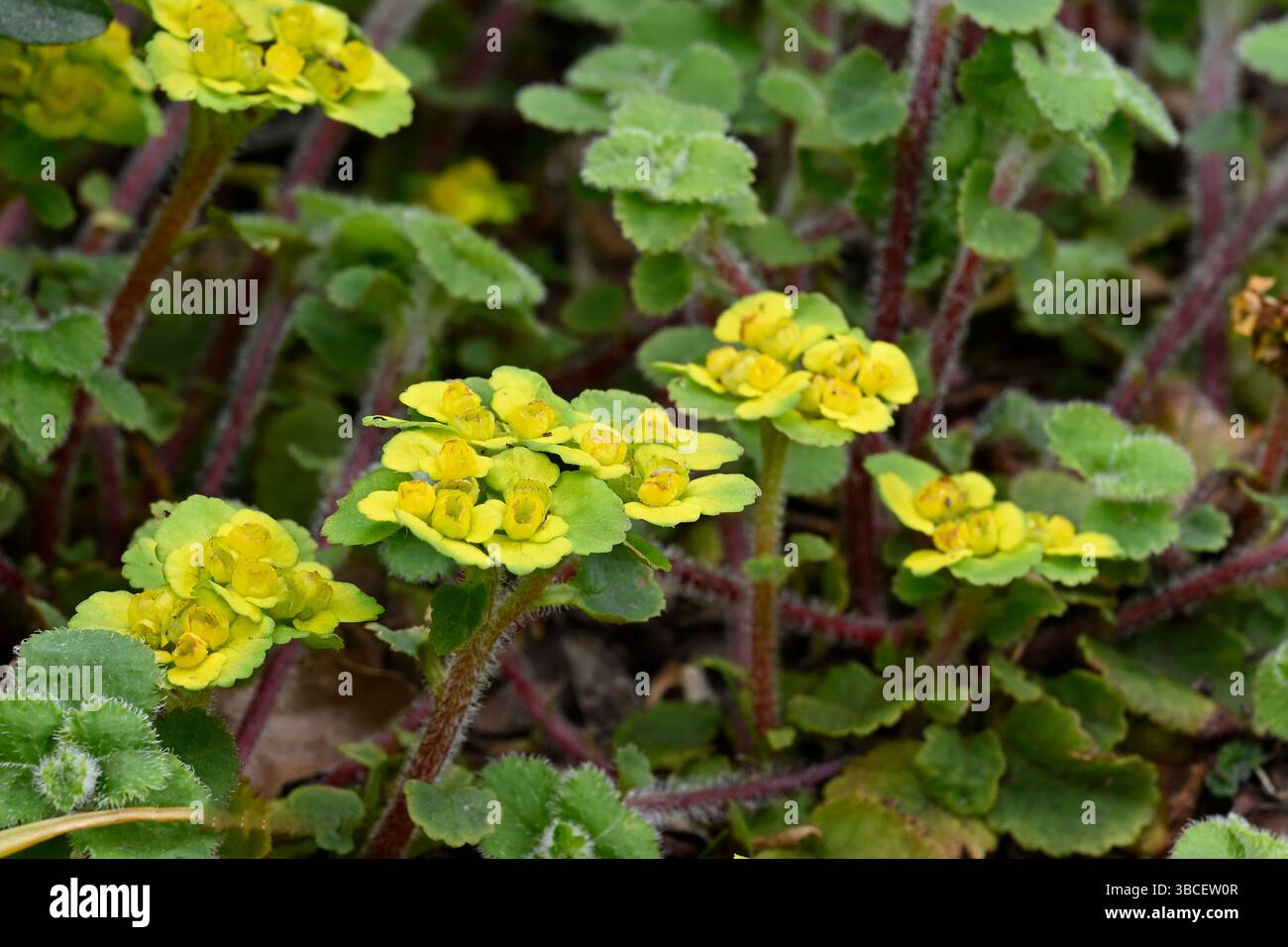 Yellow spring flowers and hairy leaves of Creeping perennial evergreen ...
