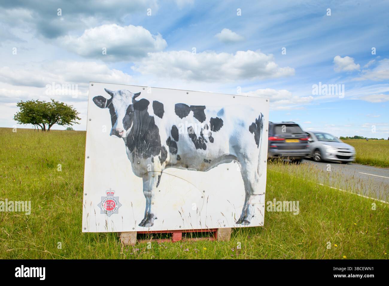 Cattle warning sign on Minchinhampton Common, Gloucestershire UK Stock ...