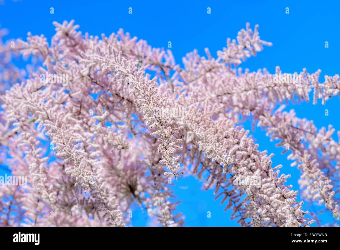 A Tamarisk tree in a garden UK Stock Photo - Alamy