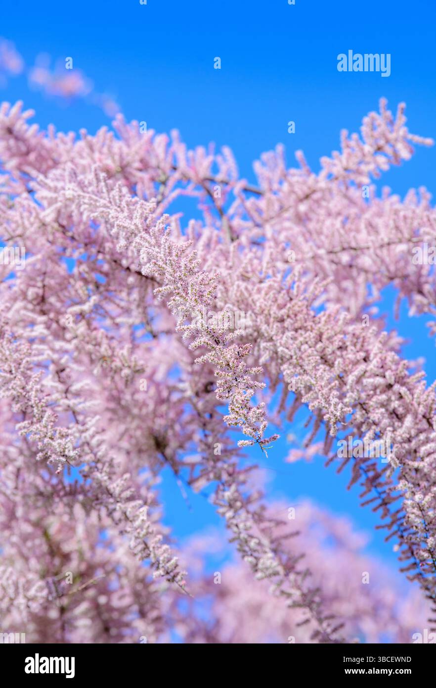 A Tamarisk tree in a garden UK Stock Photo - Alamy