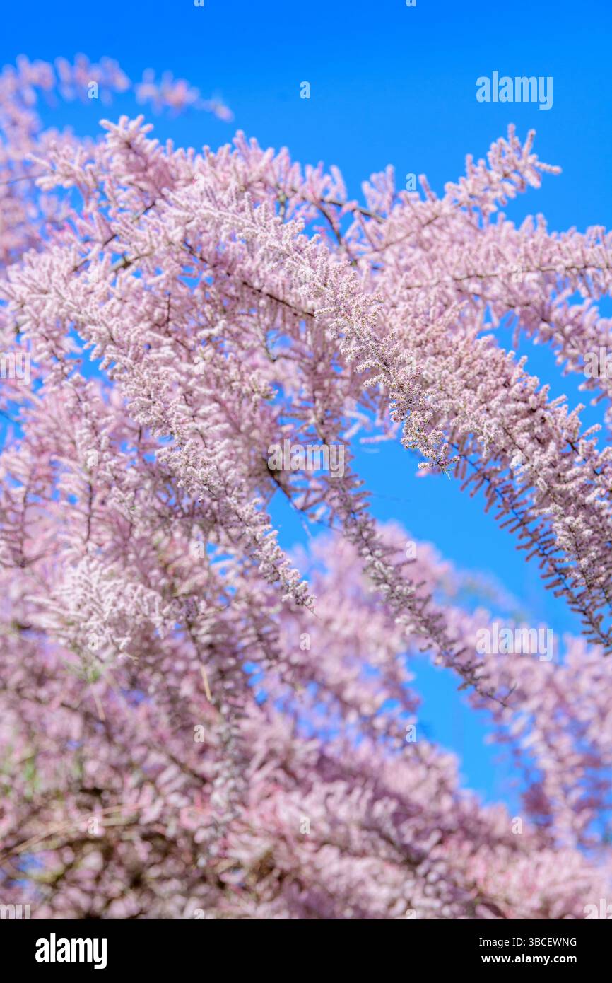 A Tamarisk tree in a garden UK Stock Photo - Alamy