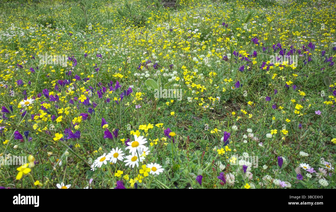 wildflowers in bloom at Prato Fiorito (Flowery Meadow) in Etna Park ...